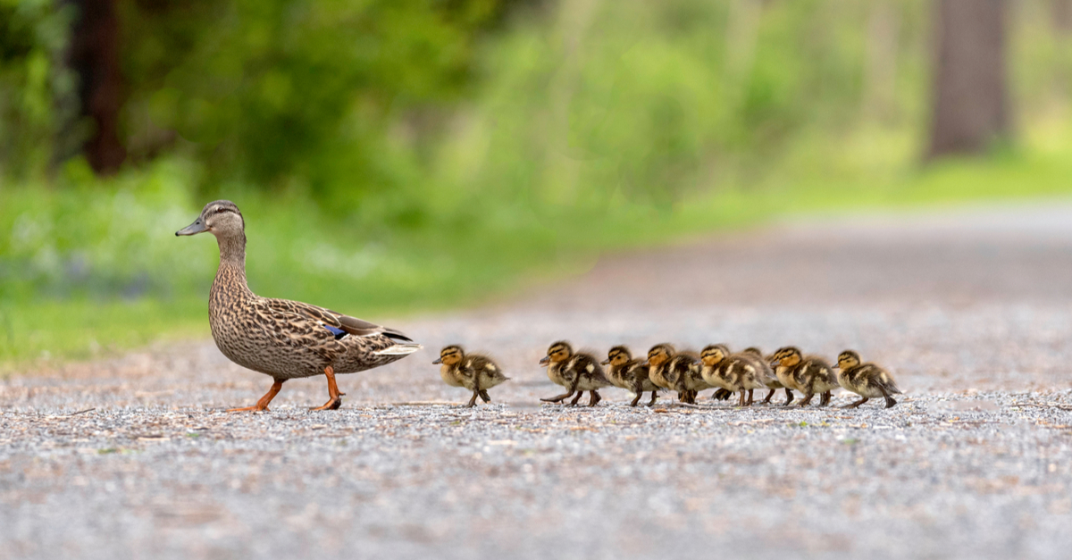 Are All of Your Financial Ducks in a Row? - Fritz Law LLC